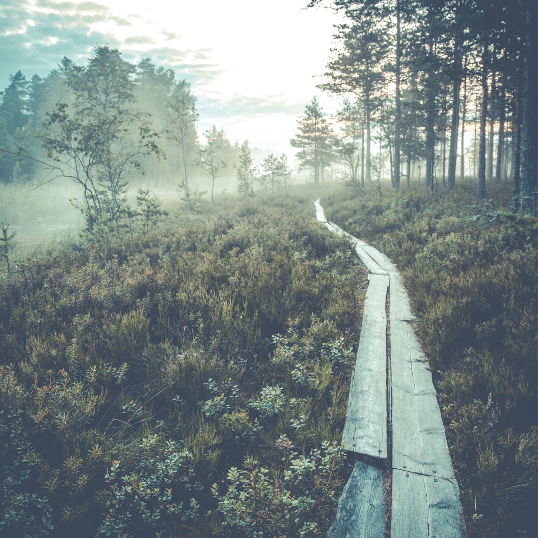 Home - Forest microbiome cosmetics